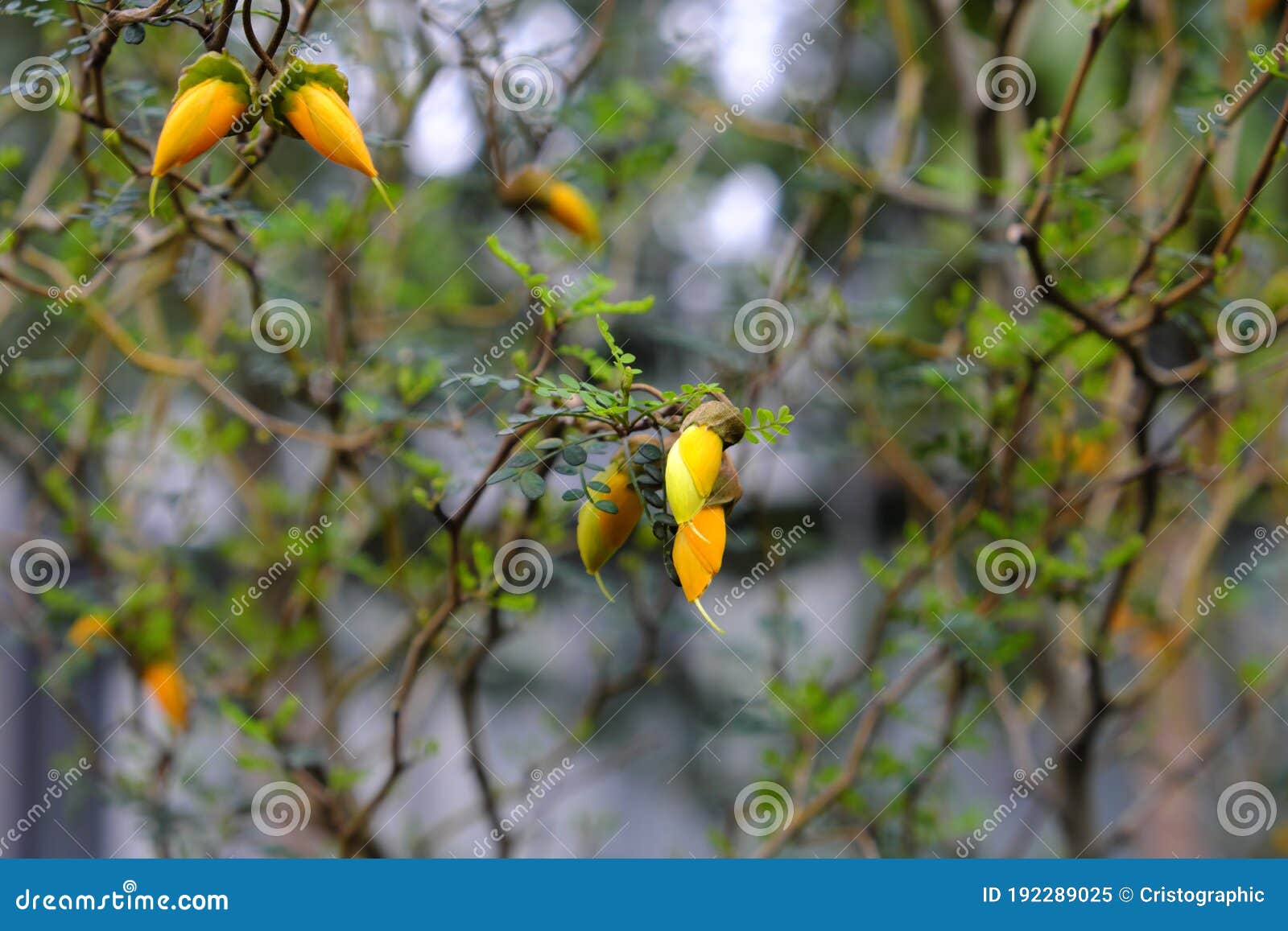 Sophora prostrata stock image. Image of beautiful, fresh - 192289025