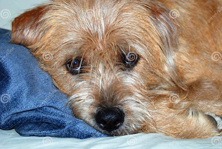 Soporte el perrito foto de archivo. Imagen de mezclado - 4913618