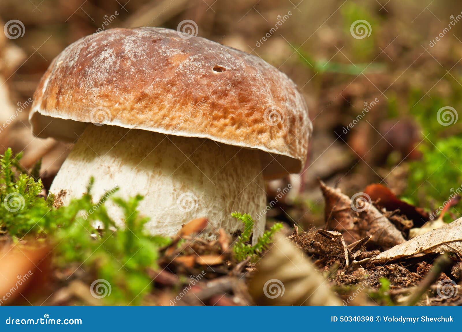 Sopp arkivfoto. Bild av lunch, miljö, säsong, gott, bostonian - 50340398