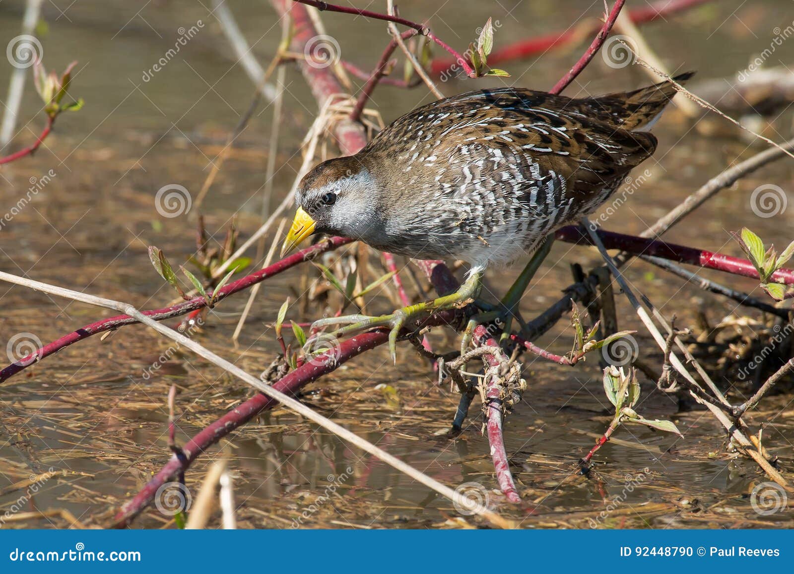 Sora - Porzana carolina stock photo. Image of animals - 92448790