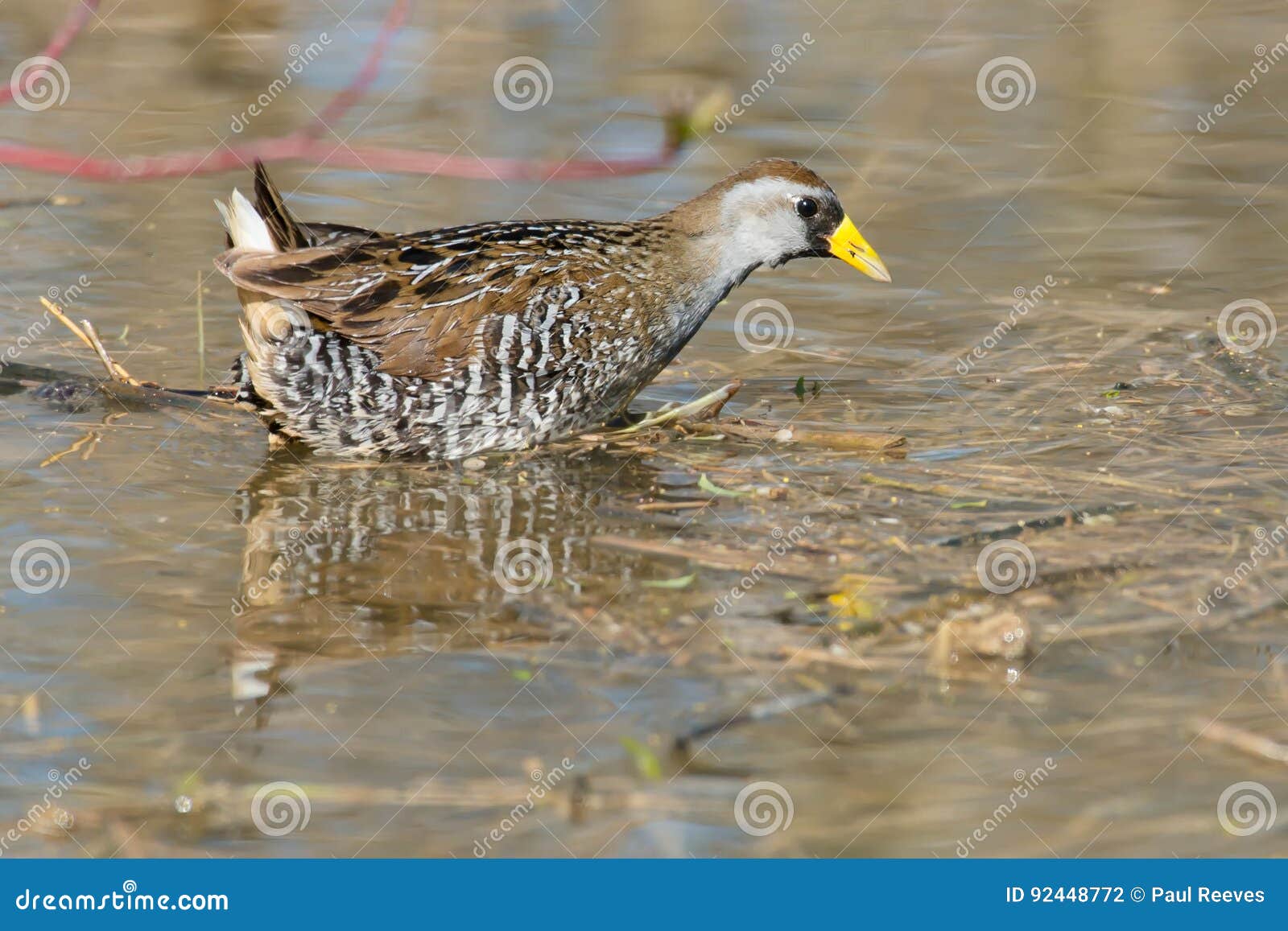 Sora - Porzana carolina stock photo. Image of organism - 92448772