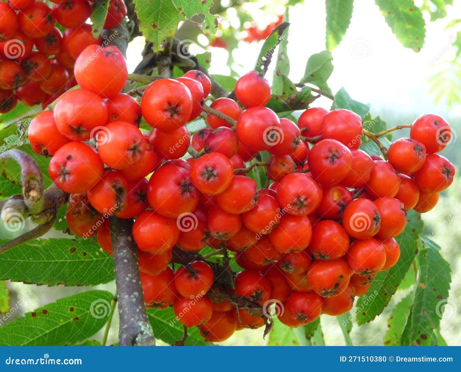 Sorb stock photo. Image of flower, natural, citrus, fruit - 271510380