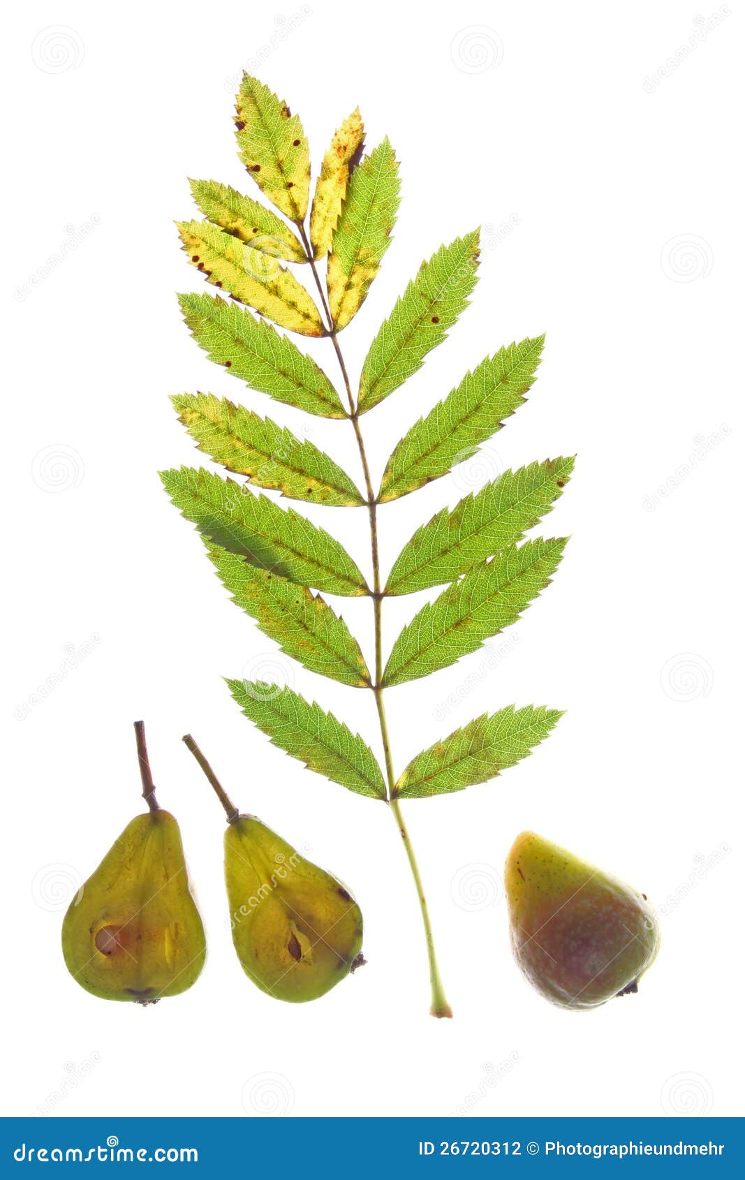 Sorb Tree (Sorbus Domestica) Stock Photo - Image of colored, rosaceae ...