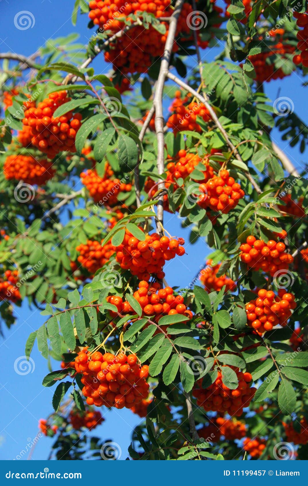 Sorba immagine stock. Immagine di verde, sorba, cielo - 11199457