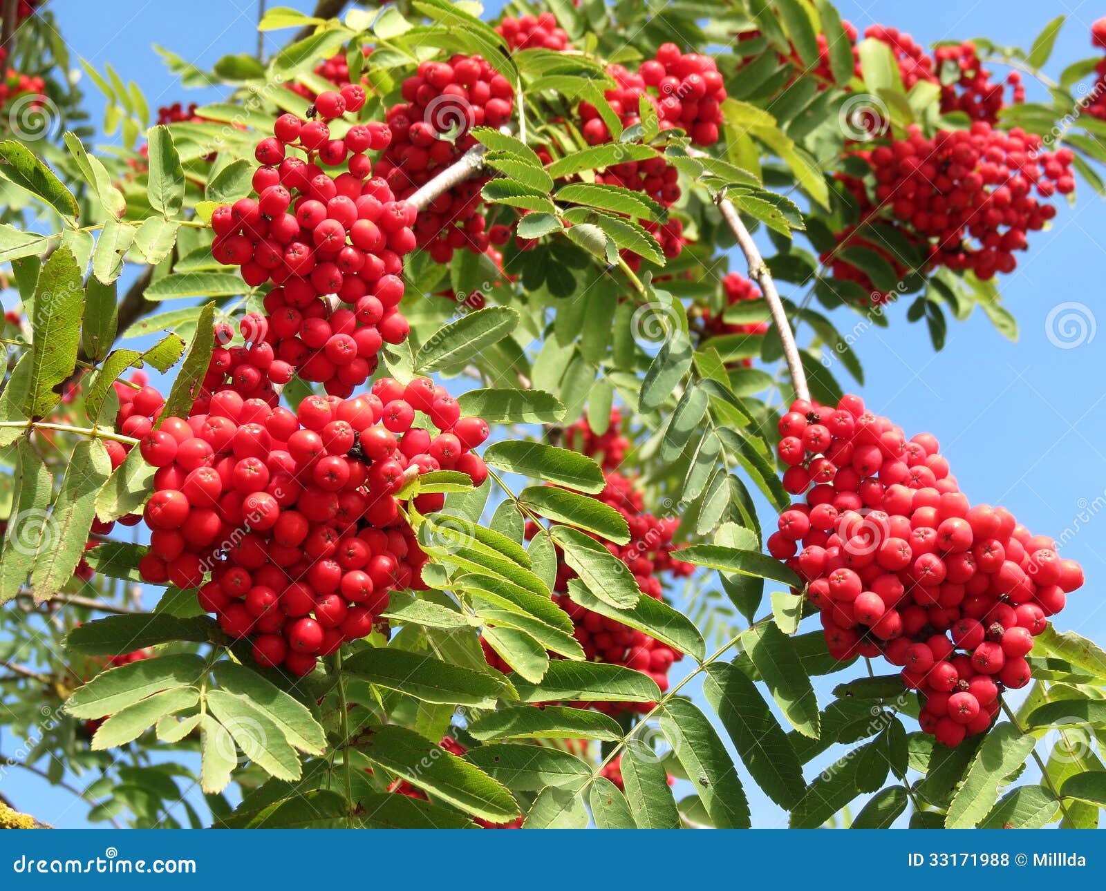 Sorba fotografia stock. Immagine di caduta, sorba, vista - 33171988