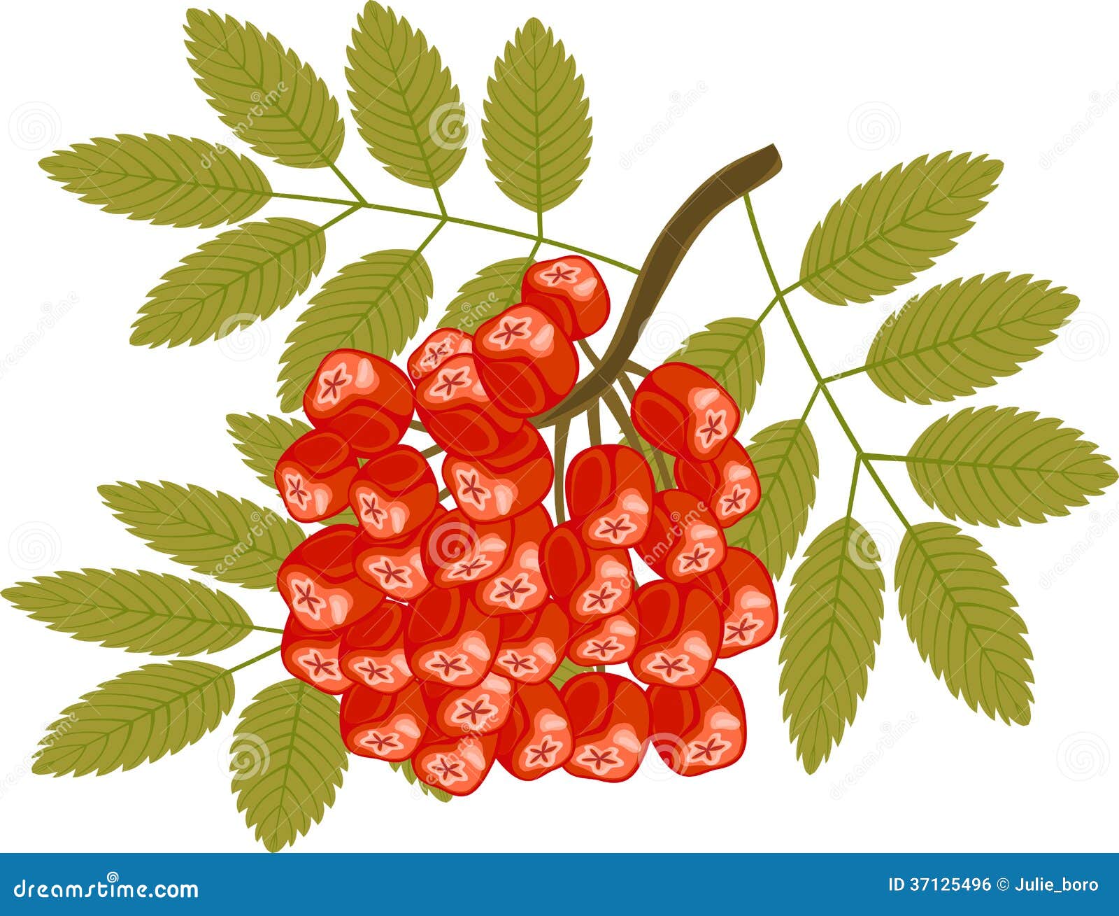 Sorba illustrazione vettoriale. Illustrazione di mazzo - 37125496