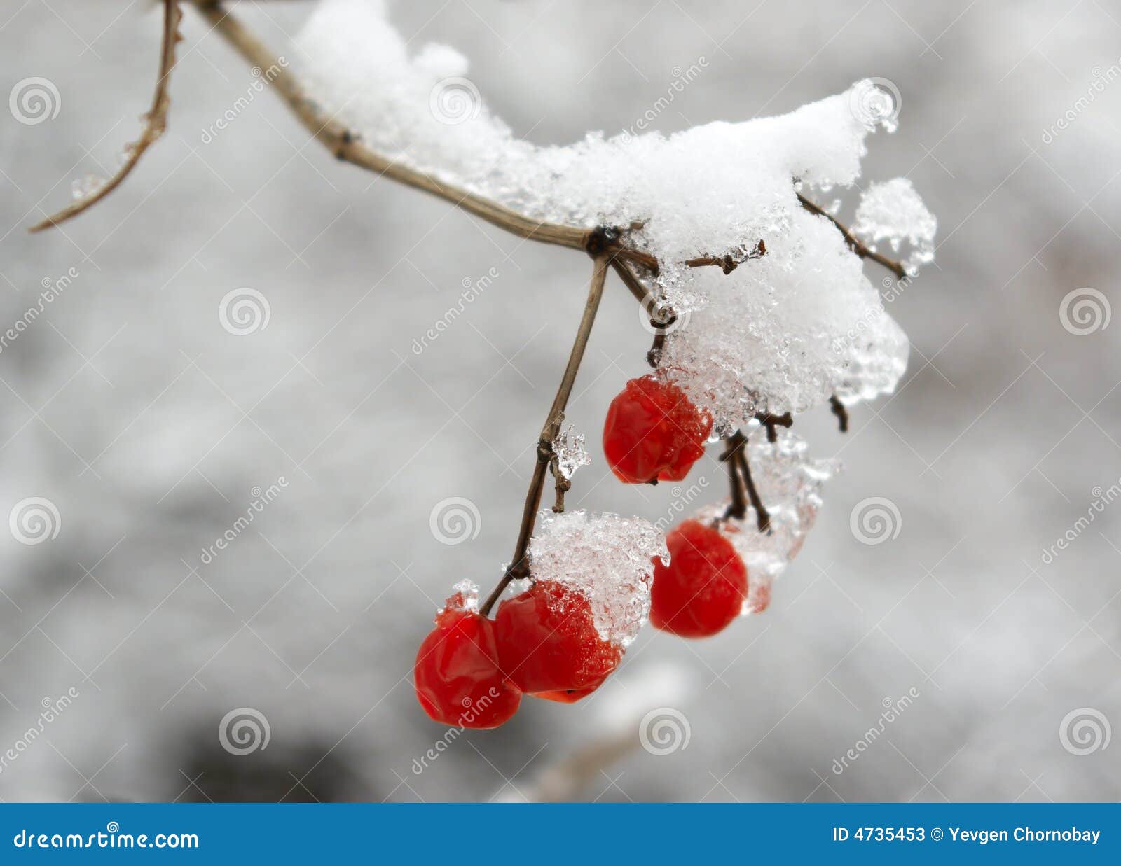 Sorba imagen de archivo. Imagen de decorativo, planta - 4735453