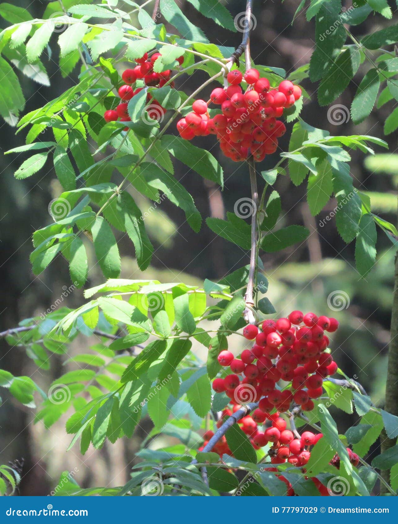 Sorba immagine stock. Immagine di sole, nave, maturo - 77797029