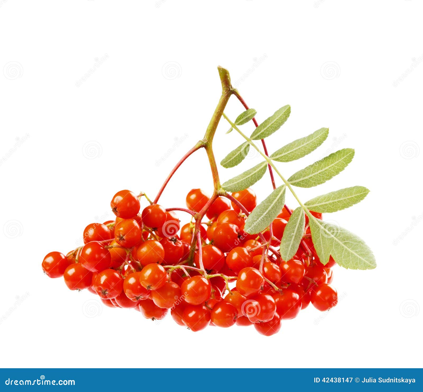 Sorba O Ashberry Aislada En Blanco Imagen de archivo - Imagen de ...