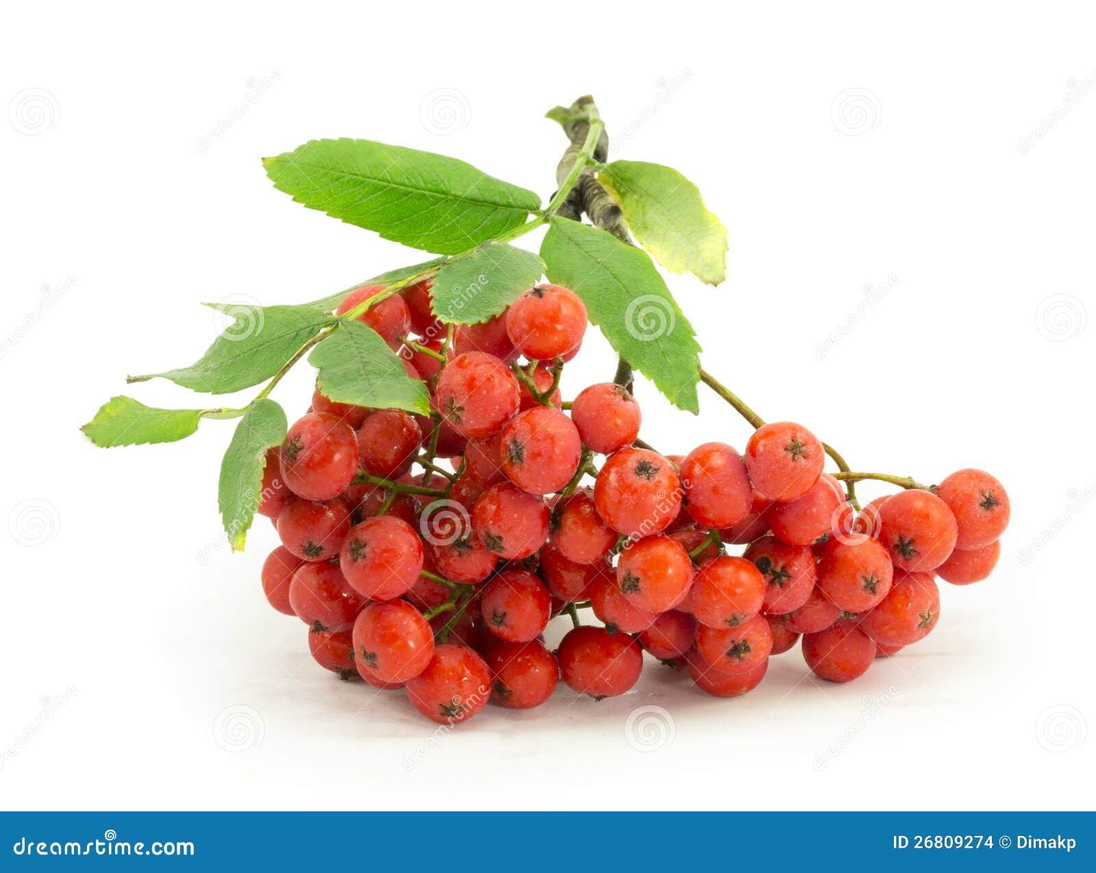 Sorba, sorba, sorba-albero fotografia stock. Immagine di luminoso ...