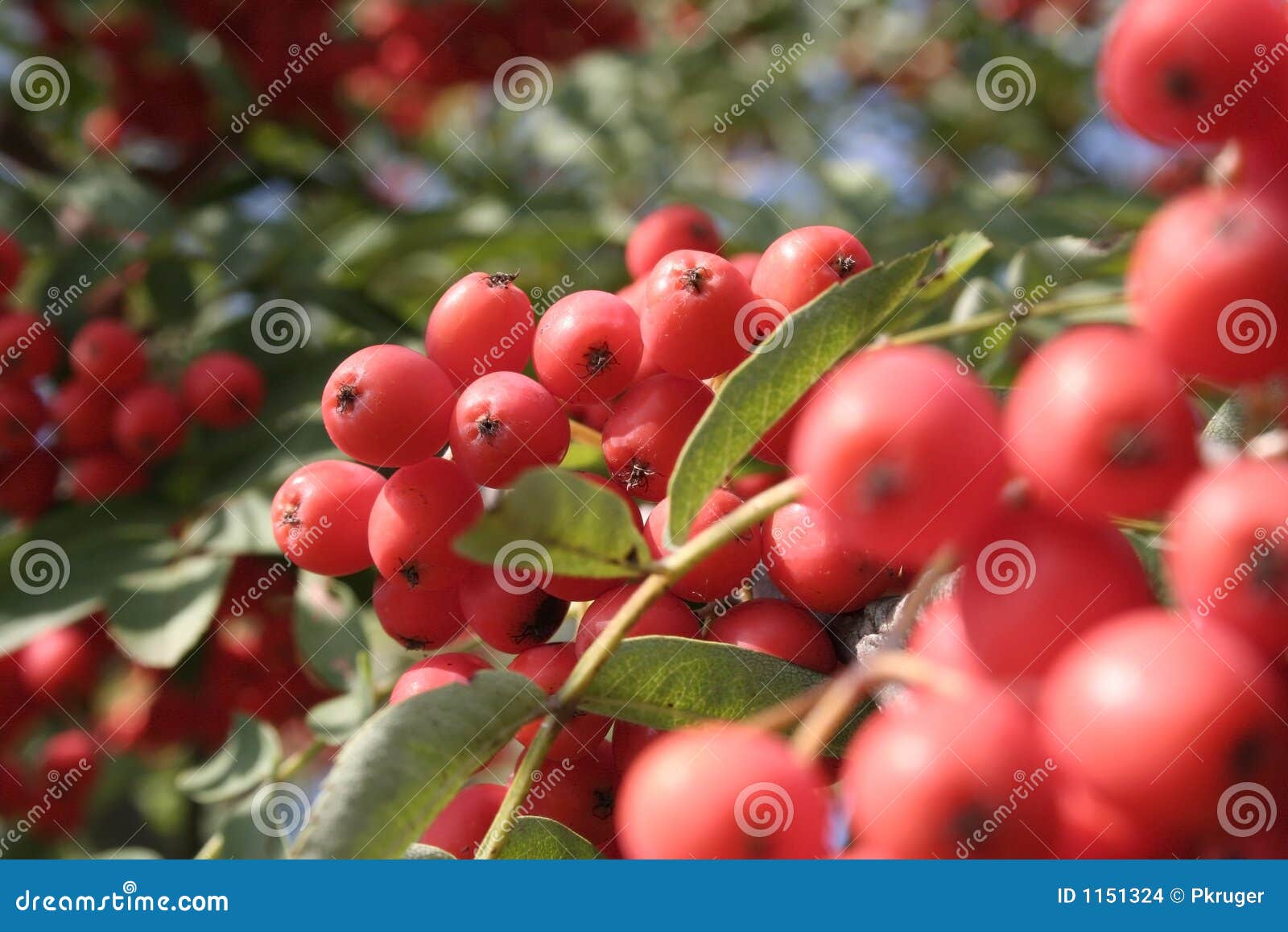 Sorbe fotografia stock. Immagine di protuberanza, fiore - 1151324