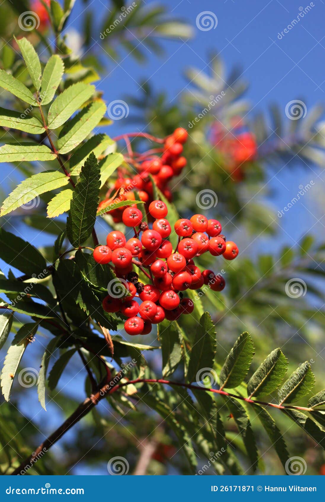 Sorbe En Automne Avec Les Baies Rouges Image stock - Image du rouge ...