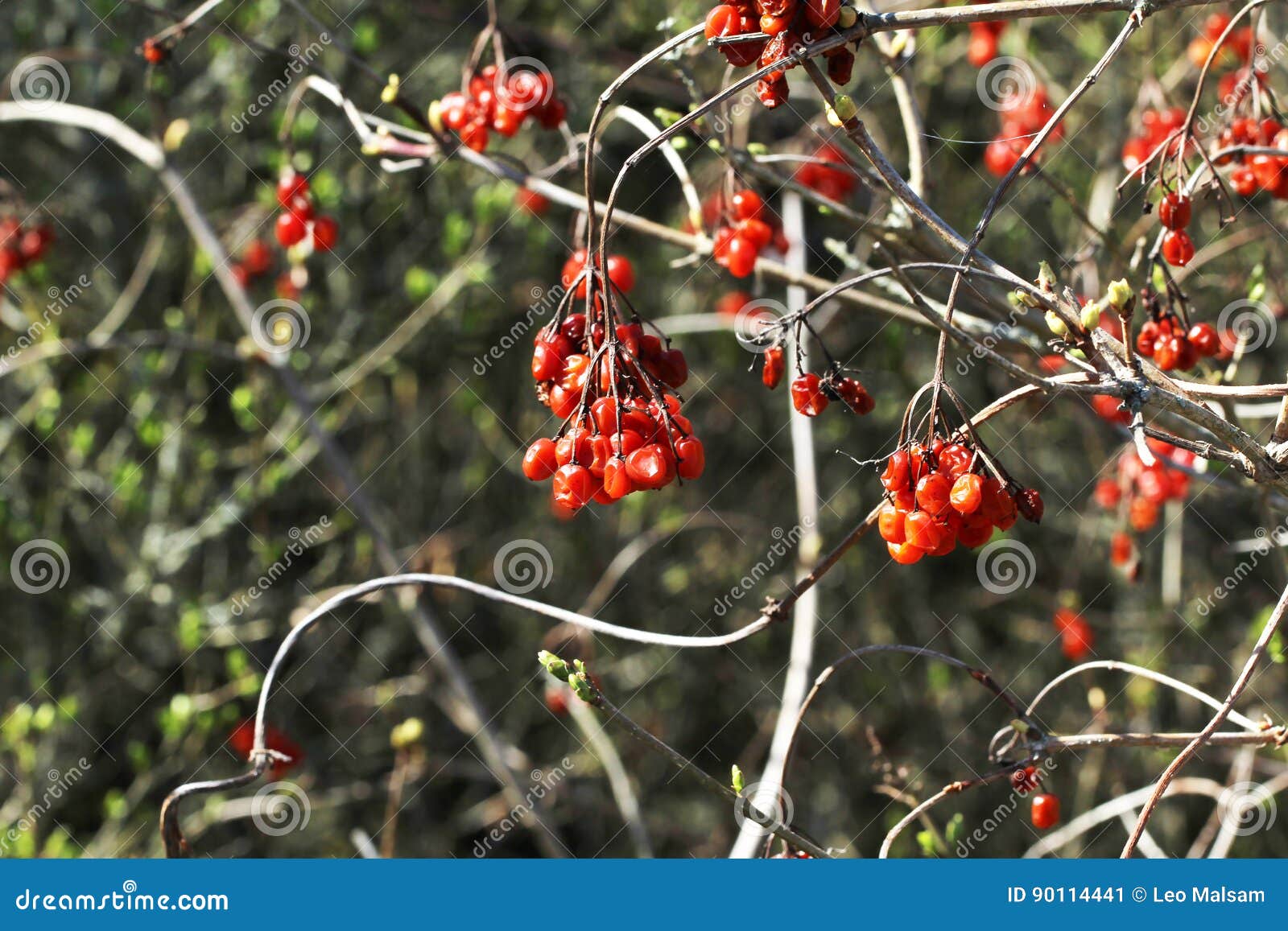 Sorbe Su Un Albero Della Sorba Immagine Stock - Immagine di rosso ...