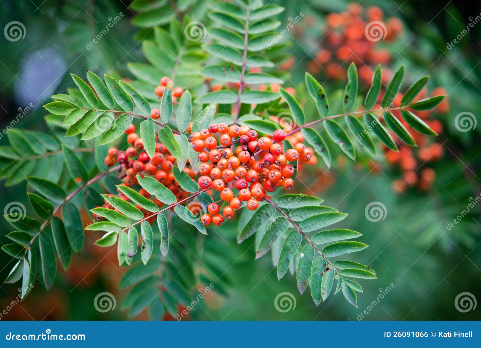 Sorbus stock photo. Image of flora, green, natural, forest - 26091066