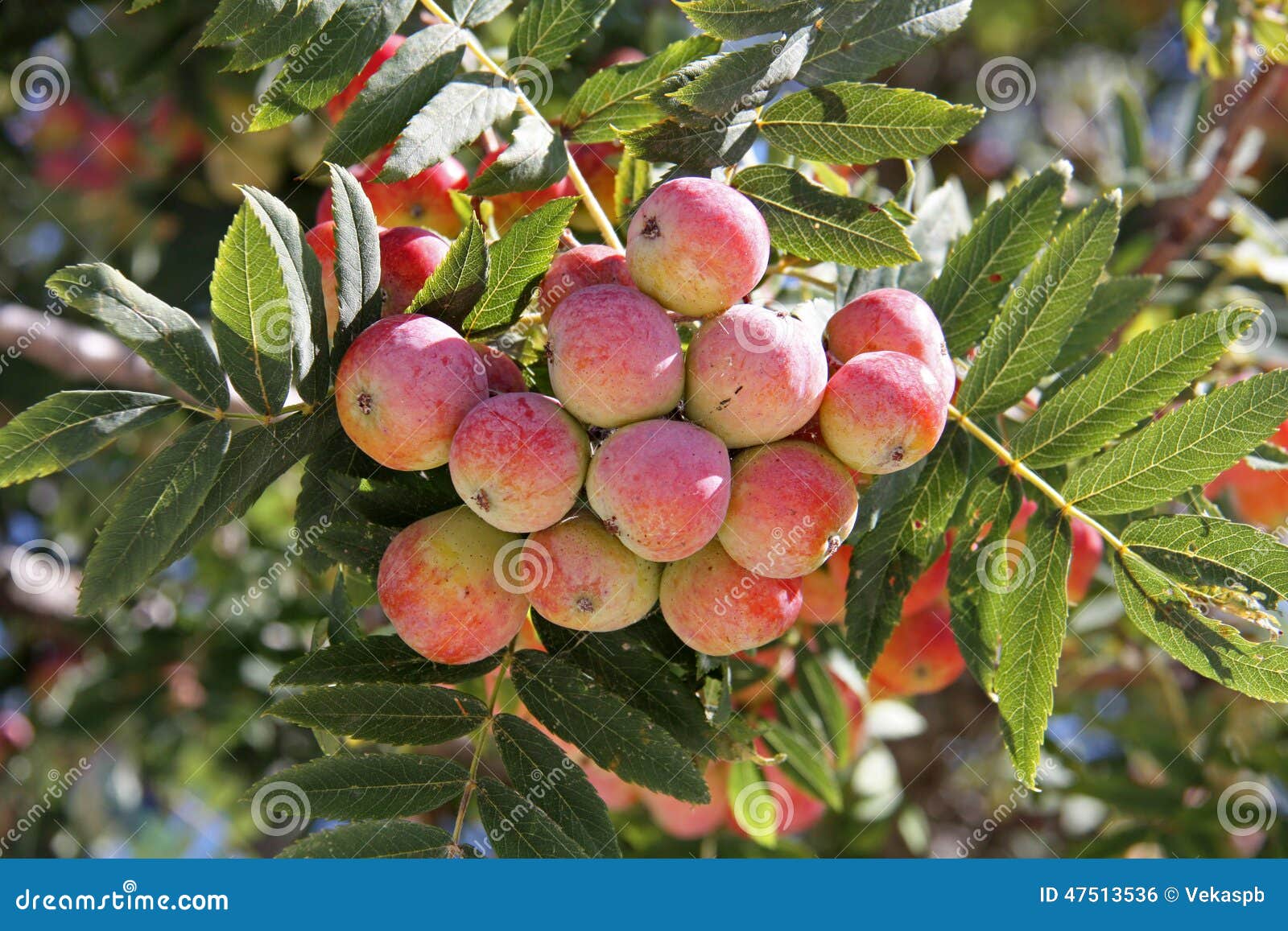 Sorbus Domestica stock photo. Image of branch, domestica - 47513536
