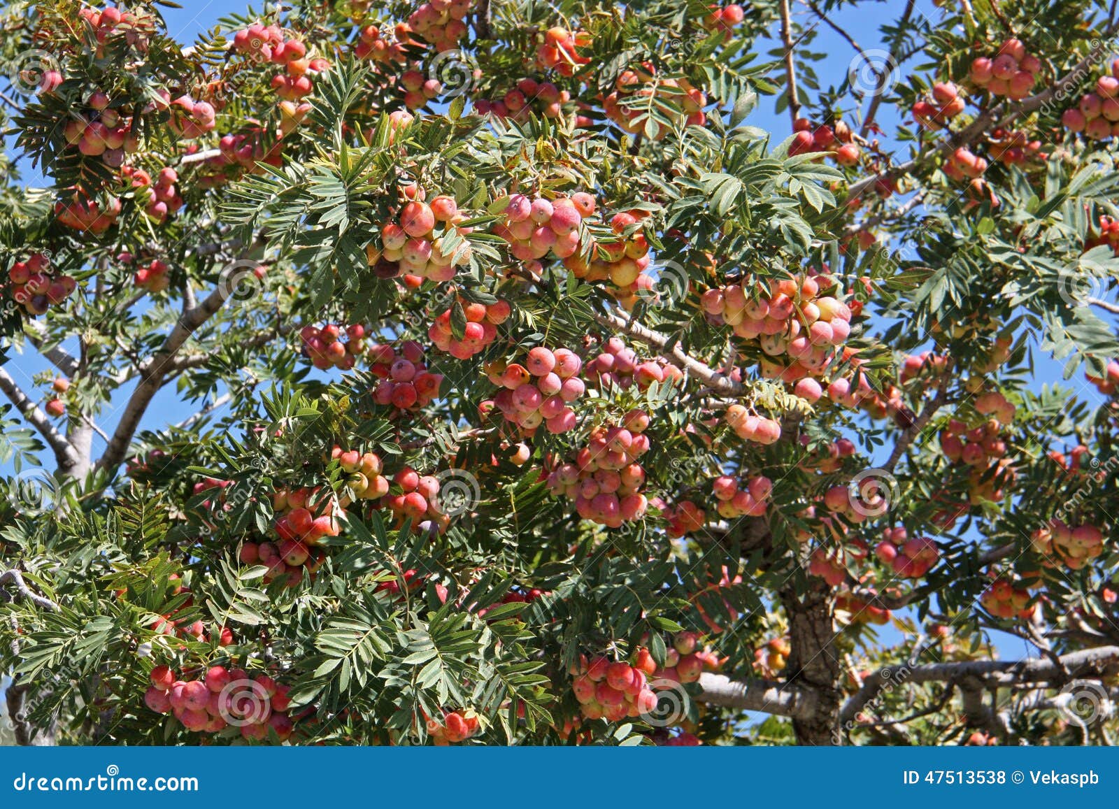 Sorbus Domestica stock photo. Image of bush, sorbus, branch - 47513538