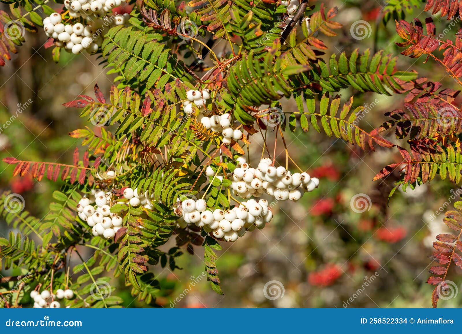 Sorbus Domestica Service Tree with Fruit in Autumn Stock Photo - Image ...