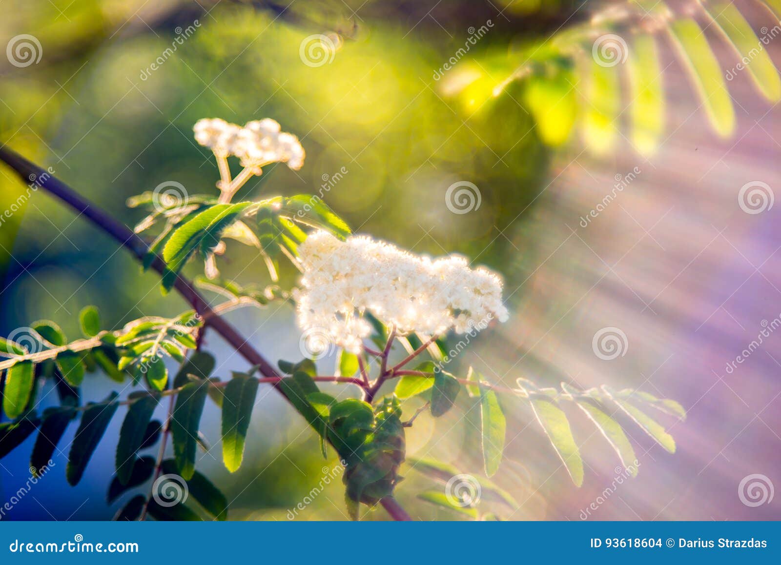 Sorbus or Mountain Ash Flower in Bloom Stock Photo - Image of mountain ...