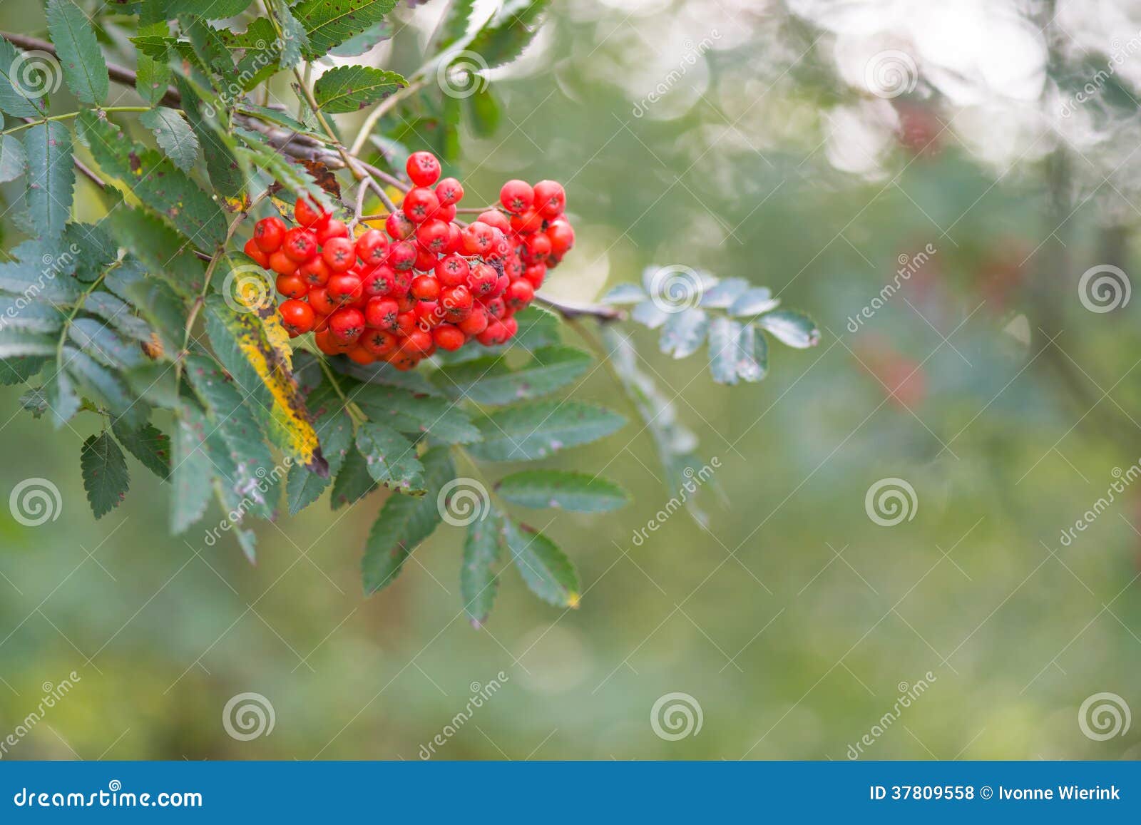 Sorbus rouge photo stock. Image du extérieur, alimentation - 37809558