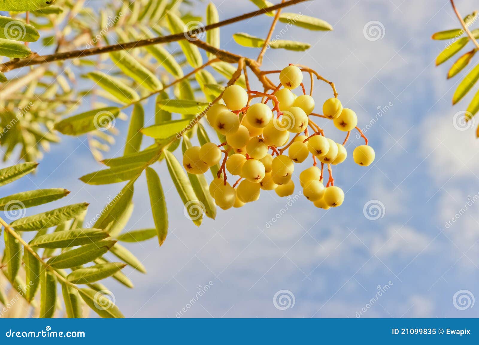 Sorbus Royalty-Free Stock Image | CartoonDealer.com #63321250