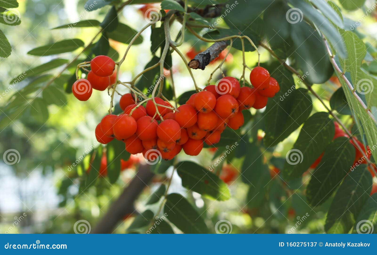 Sorbus Sibirica. Rowan, Bright Berries on the Tree Stock Image - Image ...