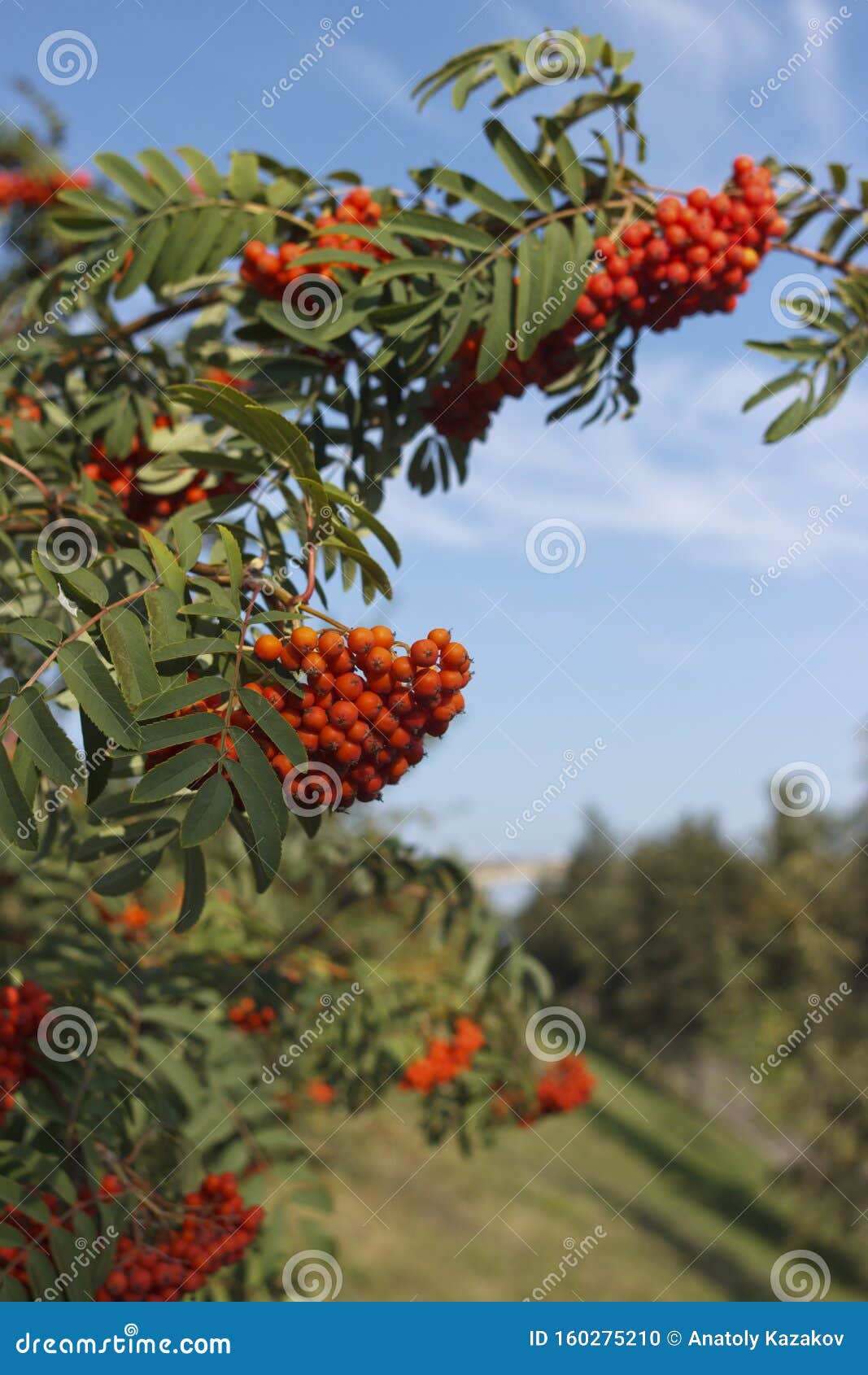 Sorbus Sibirica. Rowan, Bright Berries on the Tree Stock Photo - Image ...