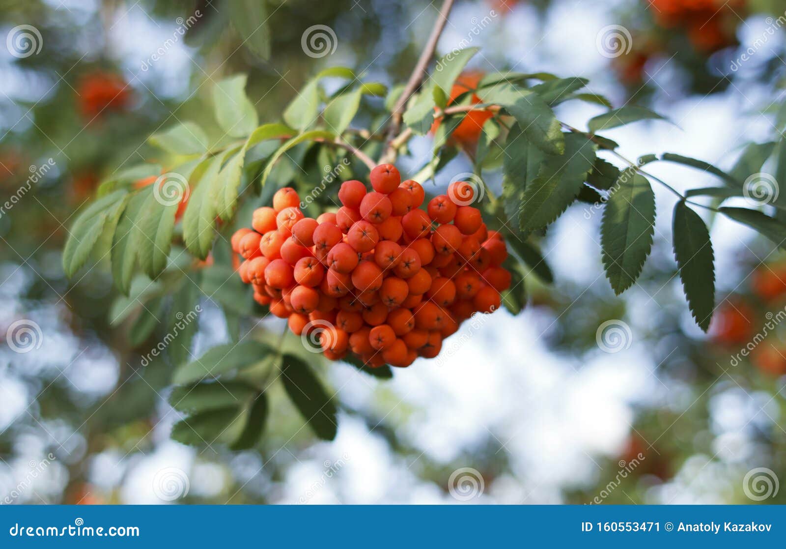 Sorbus Sibirica. Rowan, Bright Berries On The Tree. Rowan In The Sun ...