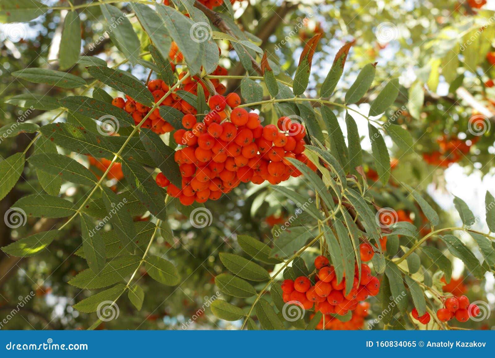 Sorbus Sibirica. Rowan, Bright Berries on the Tree Stock Image - Image ...