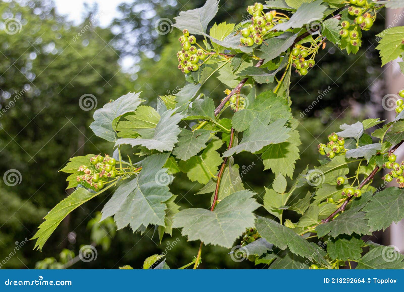 Sorbus Torminalis Tree Leaves during Summer Stock Photo - Image of ...