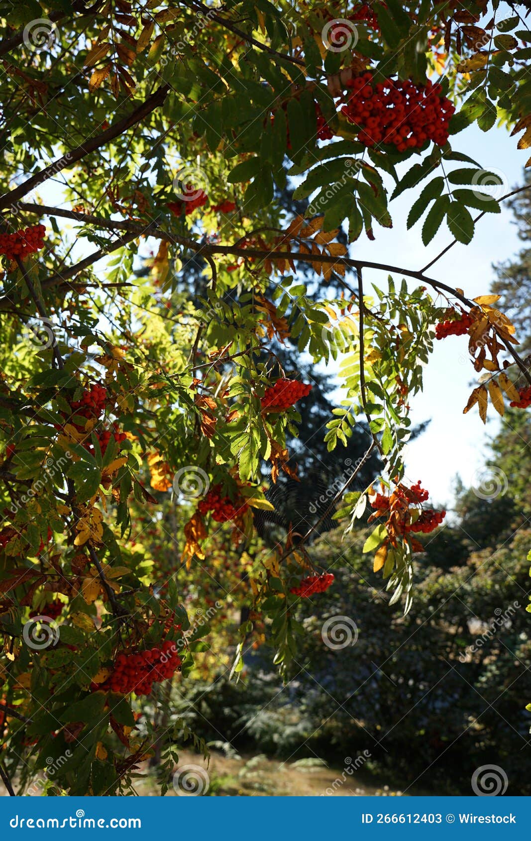 Sorbus Tree Branch with Red Rowan Berries on the Bushes Stock Image ...