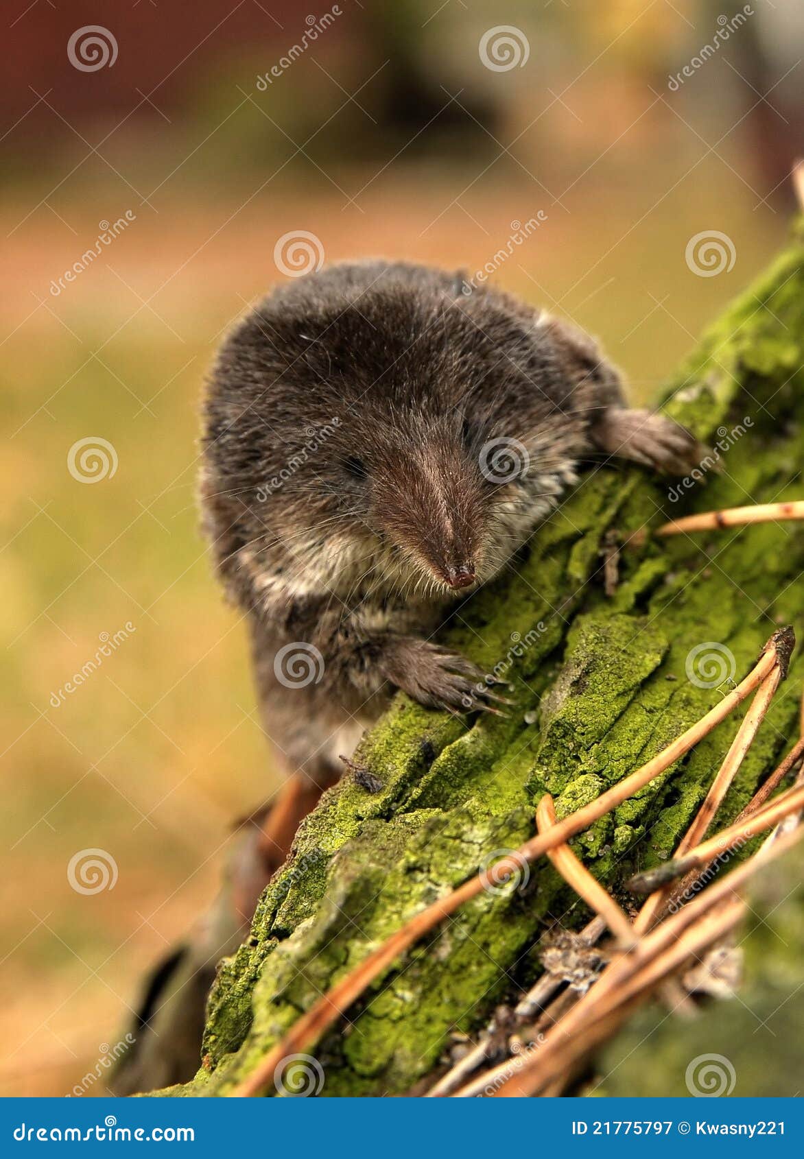 Sorex araneus. stock image. Image of wildlife, root, pest - 21775797