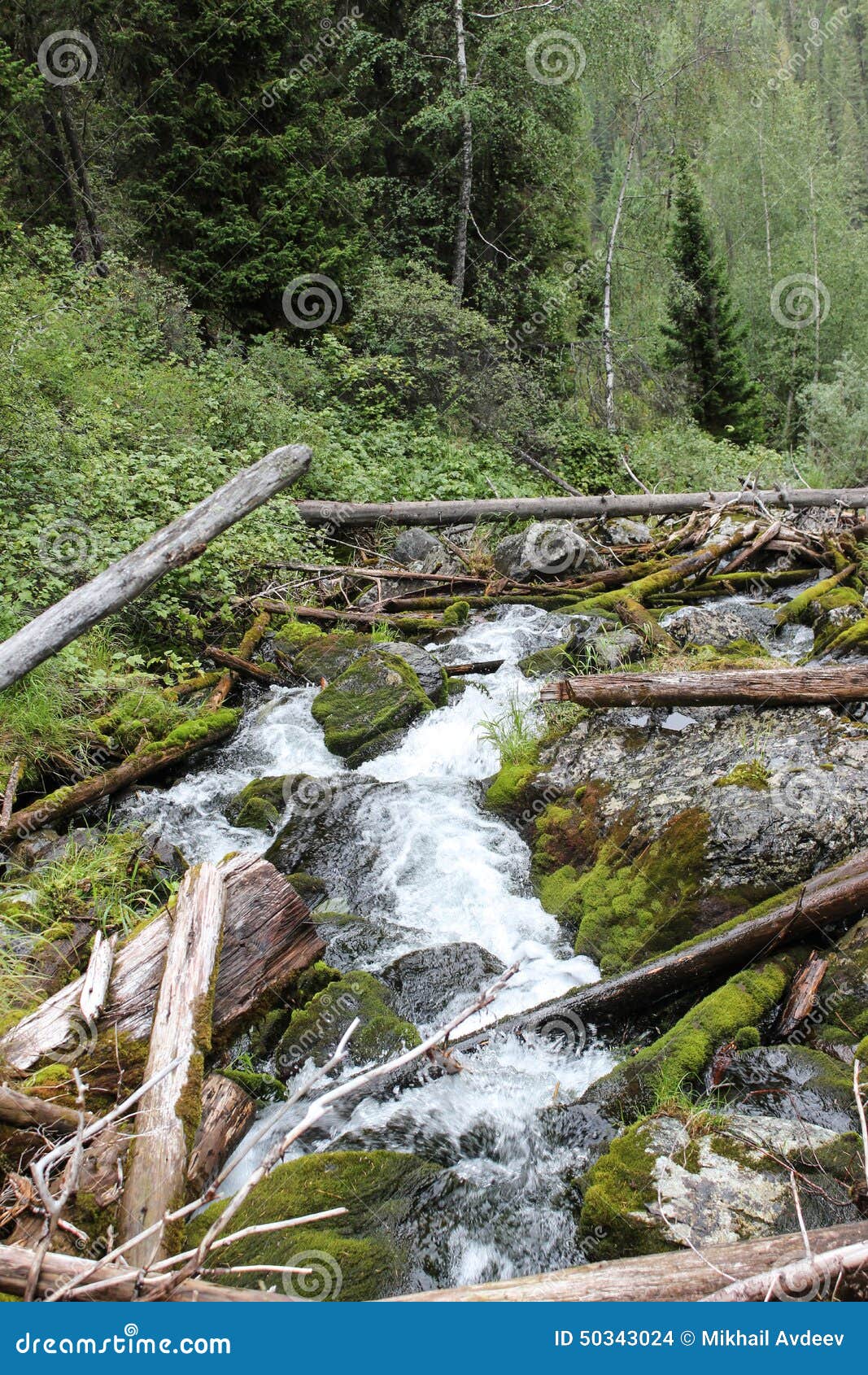Sorgente lungo un flusso fotografia stock. Immagine di grande - 50343024