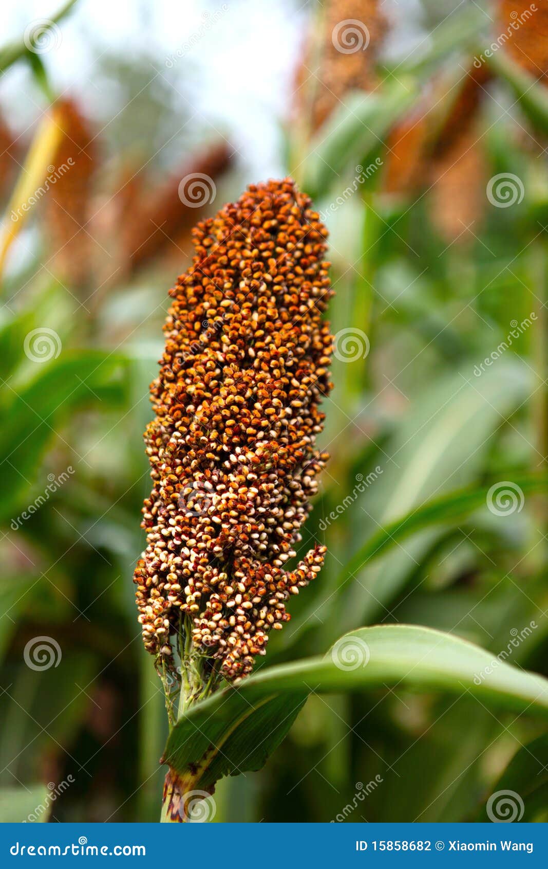Sorghum stock photo. Image of agricultural, millet, feed - 15858682