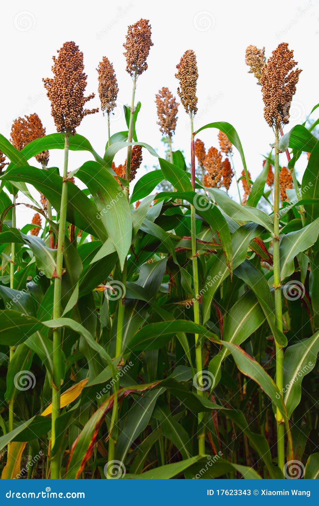 Sorghum stock image. Image of stalk, plant, agriculture - 17623343