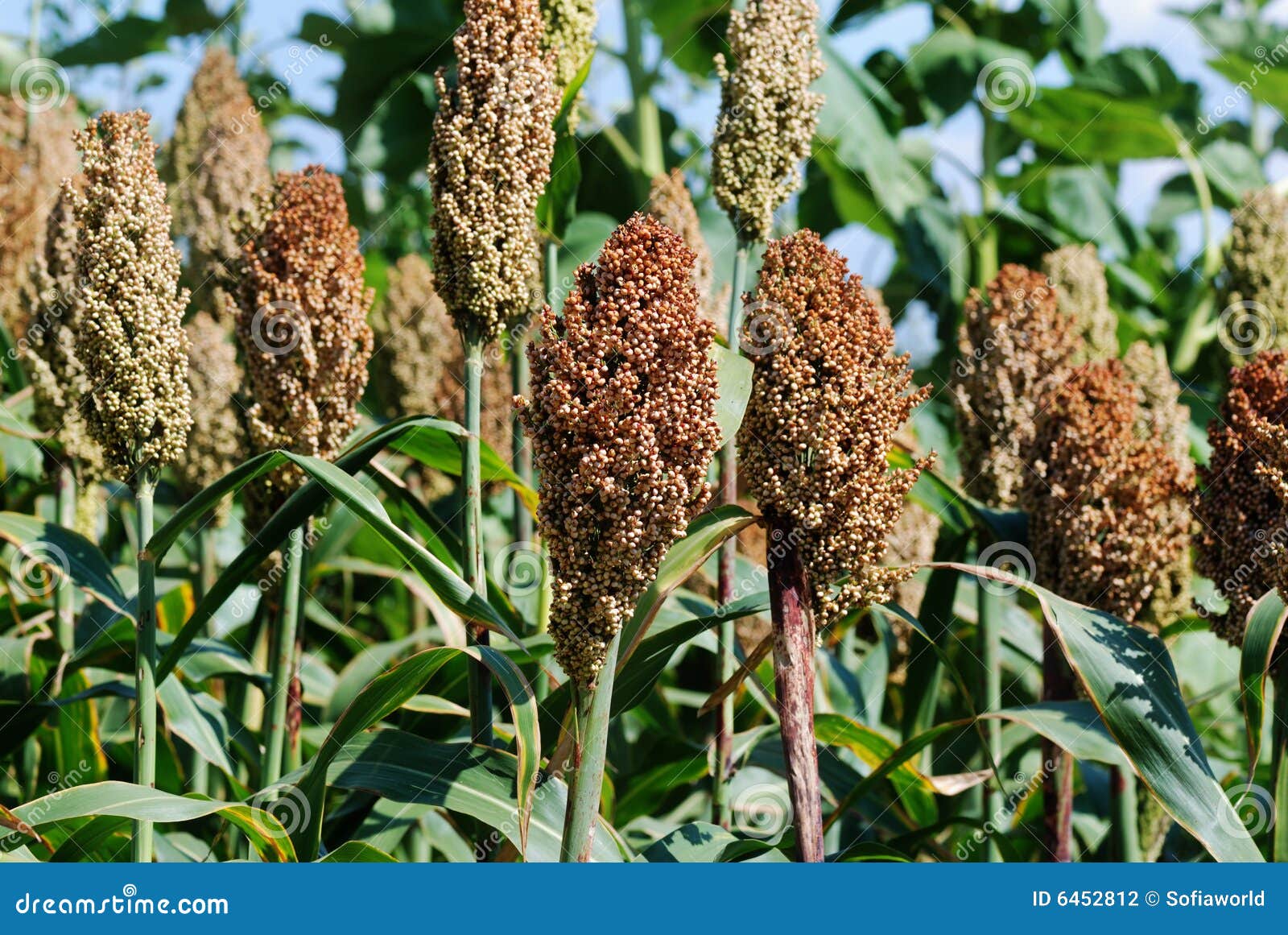 Sorghum stock photo. Image of nature, cereal, seed, grain - 6452812