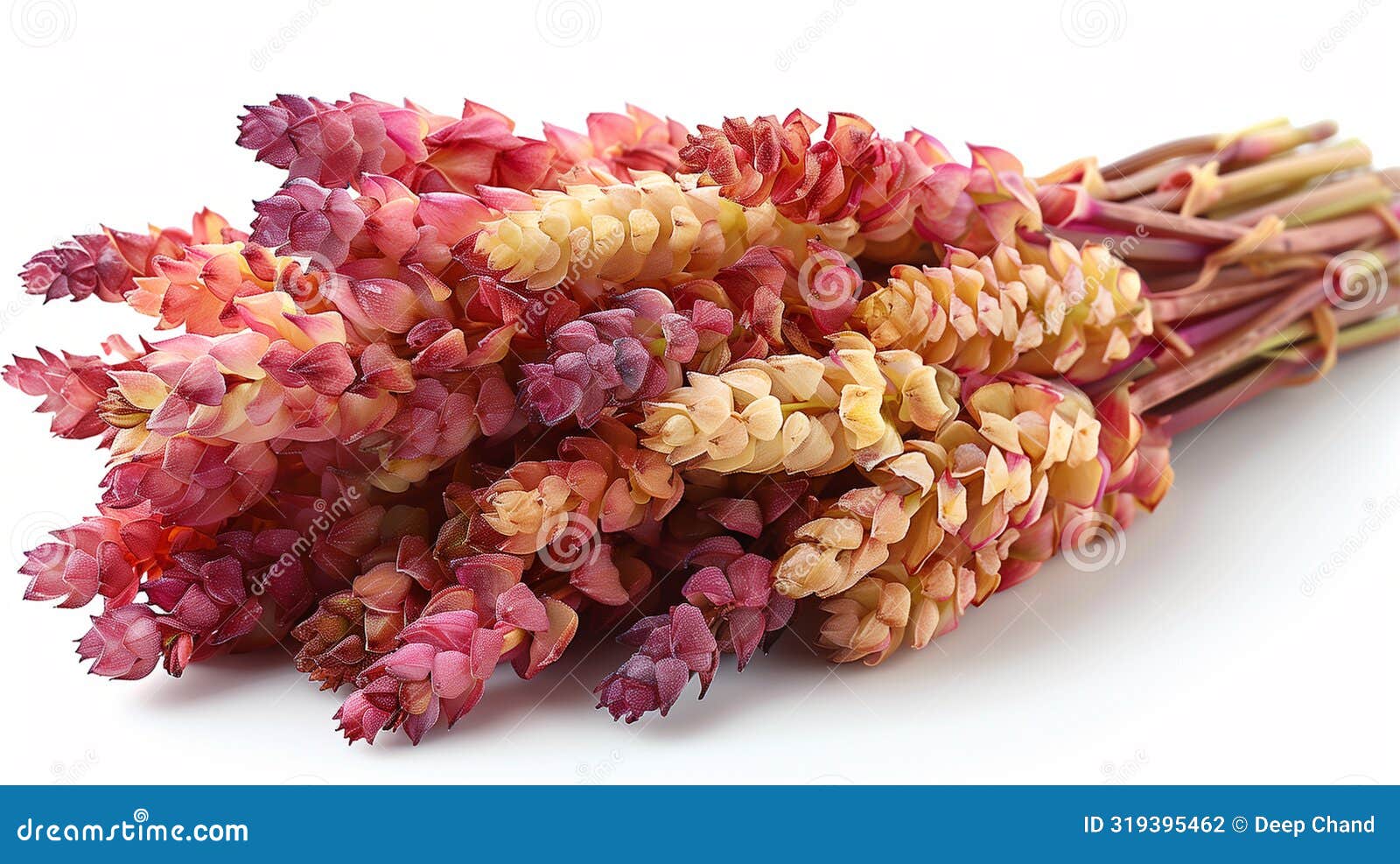 Sorghum Bicolor Commonly Called Sorghum Isolated on White Stock ...