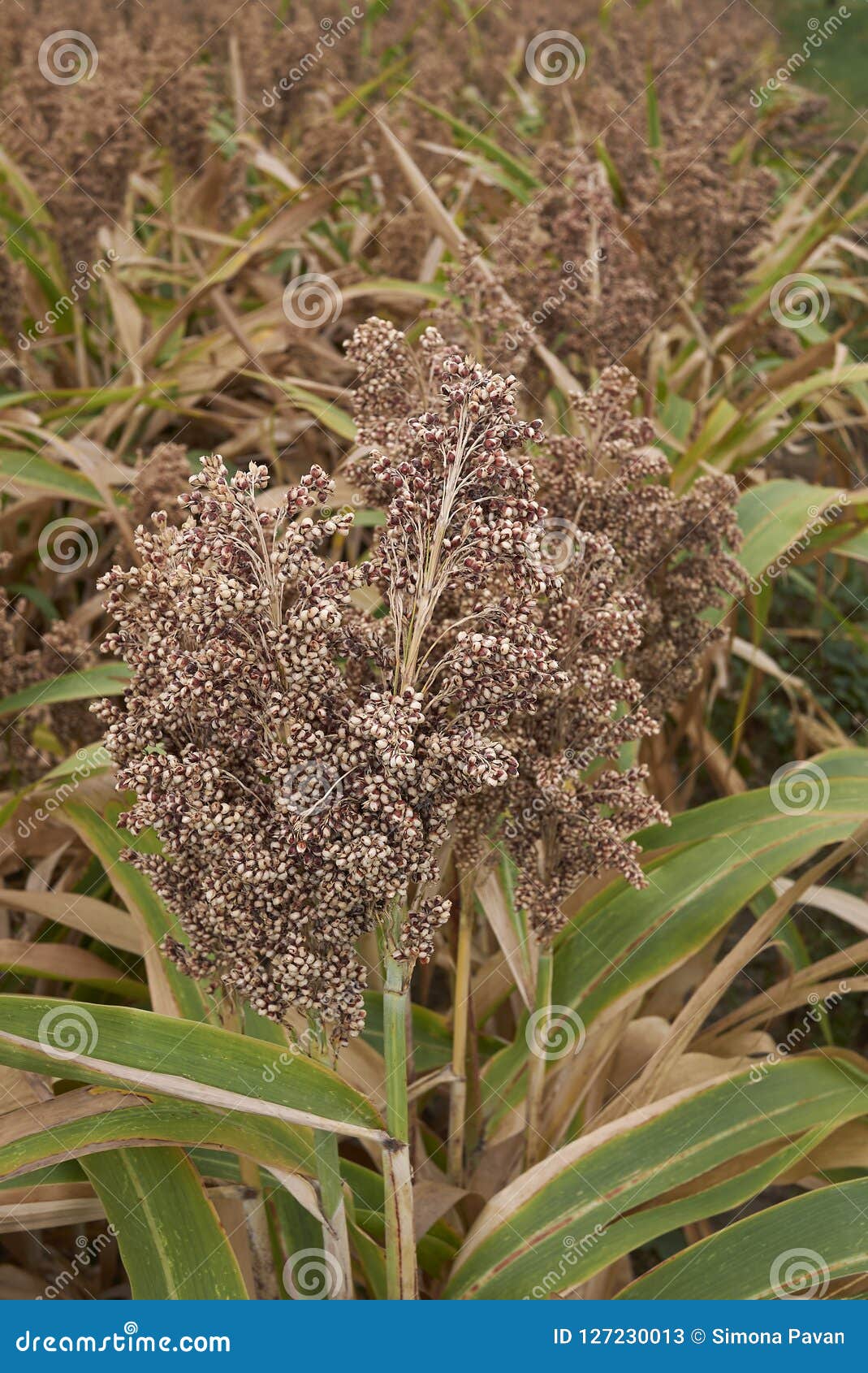 Ripe Fruit of Sorghum Bicolor Stock Image - Image of nature, crop ...
