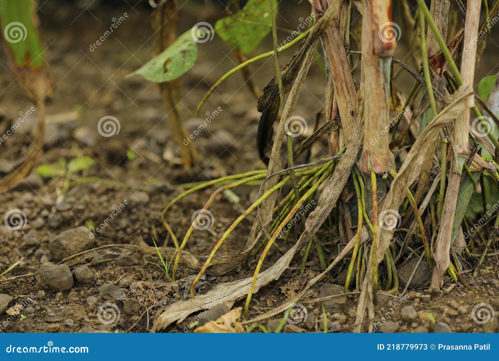 Sorghum Or Corn Root Above From Ground Level Royalty-Free Stock ...