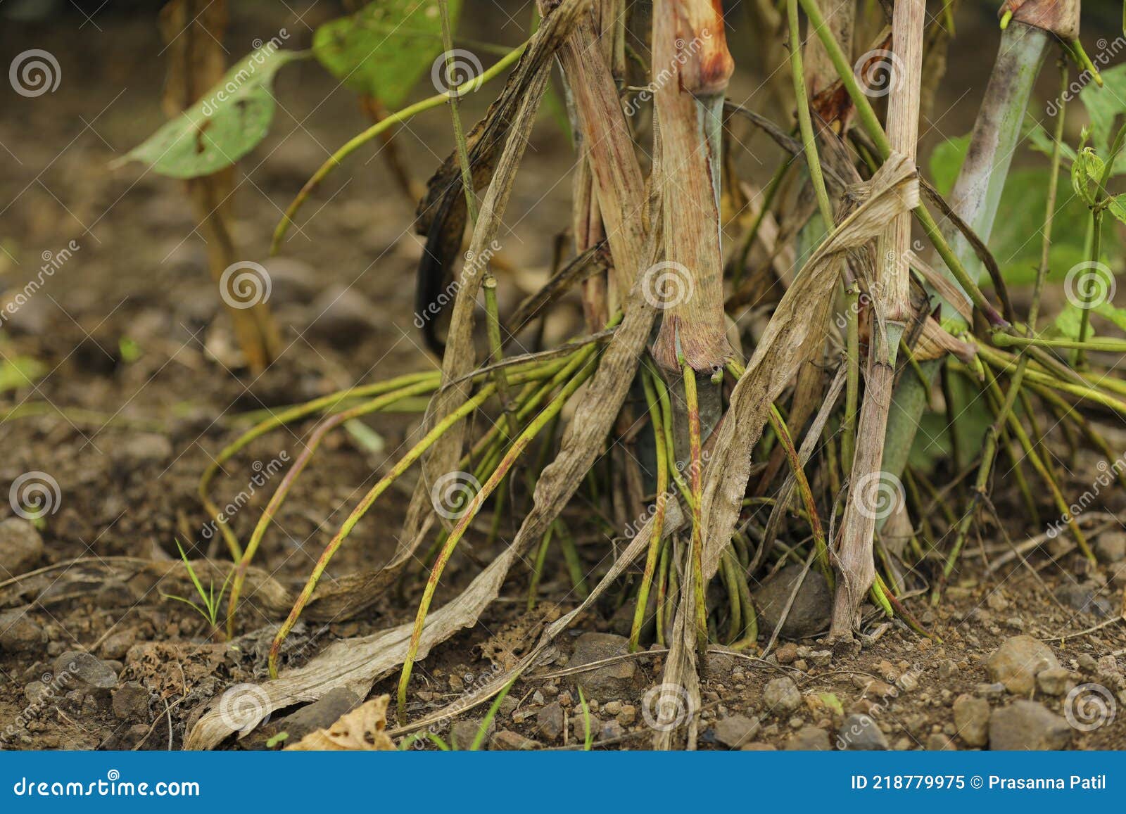 Sorghum Or Corn Root Above From Ground Level Royalty-Free Stock ...
