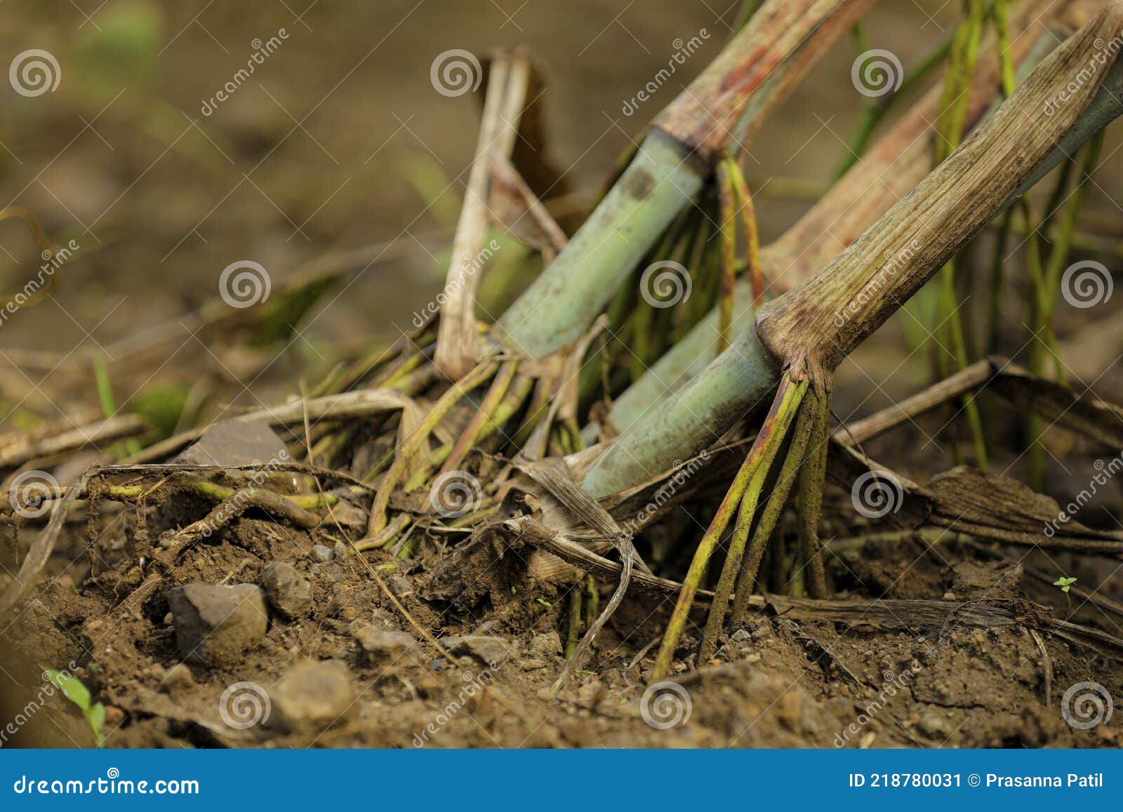Sorghum Or Corn Root Above From Ground Level Royalty-Free Stock ...
