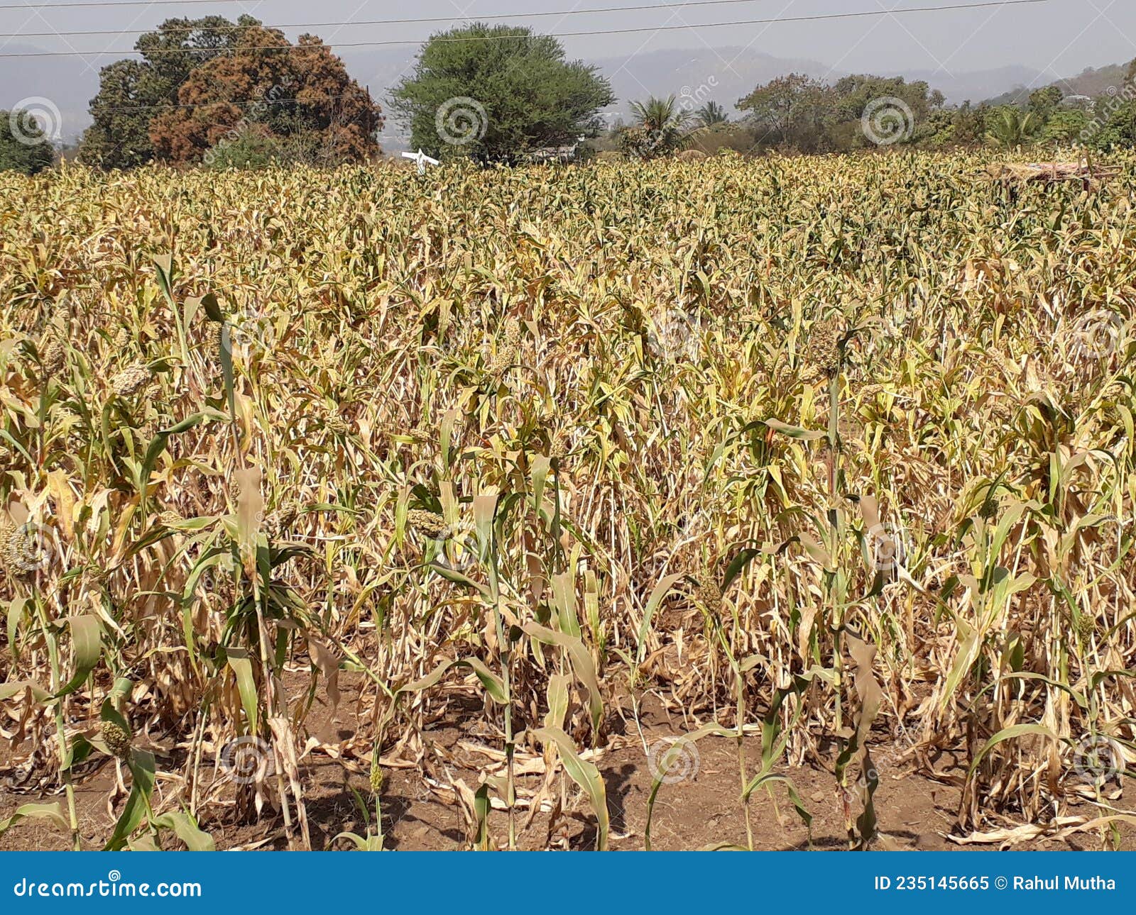 Sorghum Corp Farming in Farm Stock Image - Image of produce, corn ...