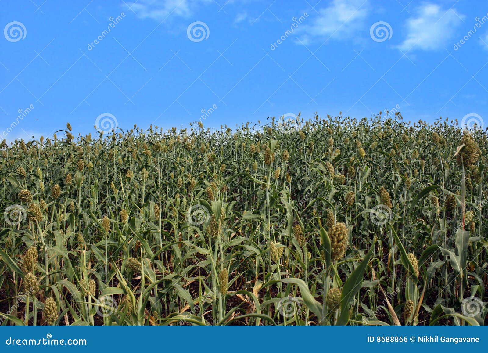 Sorghum Crop stock photo. Image of fodder, edible, ingredients - 8688866