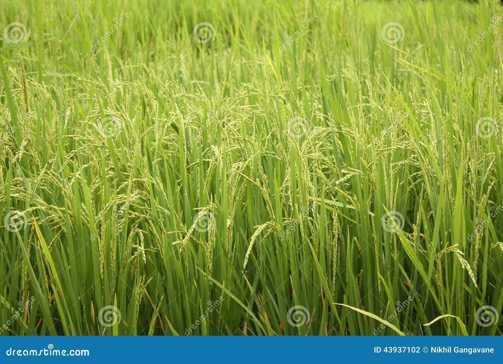 Sorghum Crop stock photo. Image of lush, field, grain - 43937102