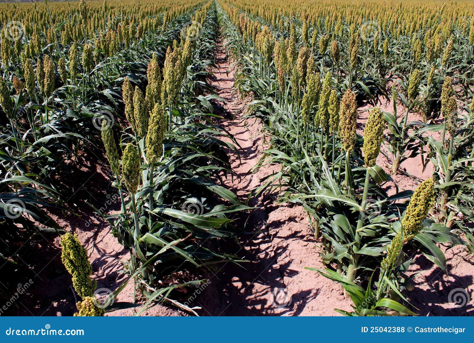 Sorghum-Feld-Reihen stockfoto. Bild von bauernhof, nave - 25042388