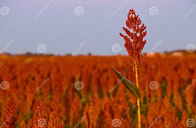 Sorghum field stock photo. Image of sorghum, source, cultivated - 10688688