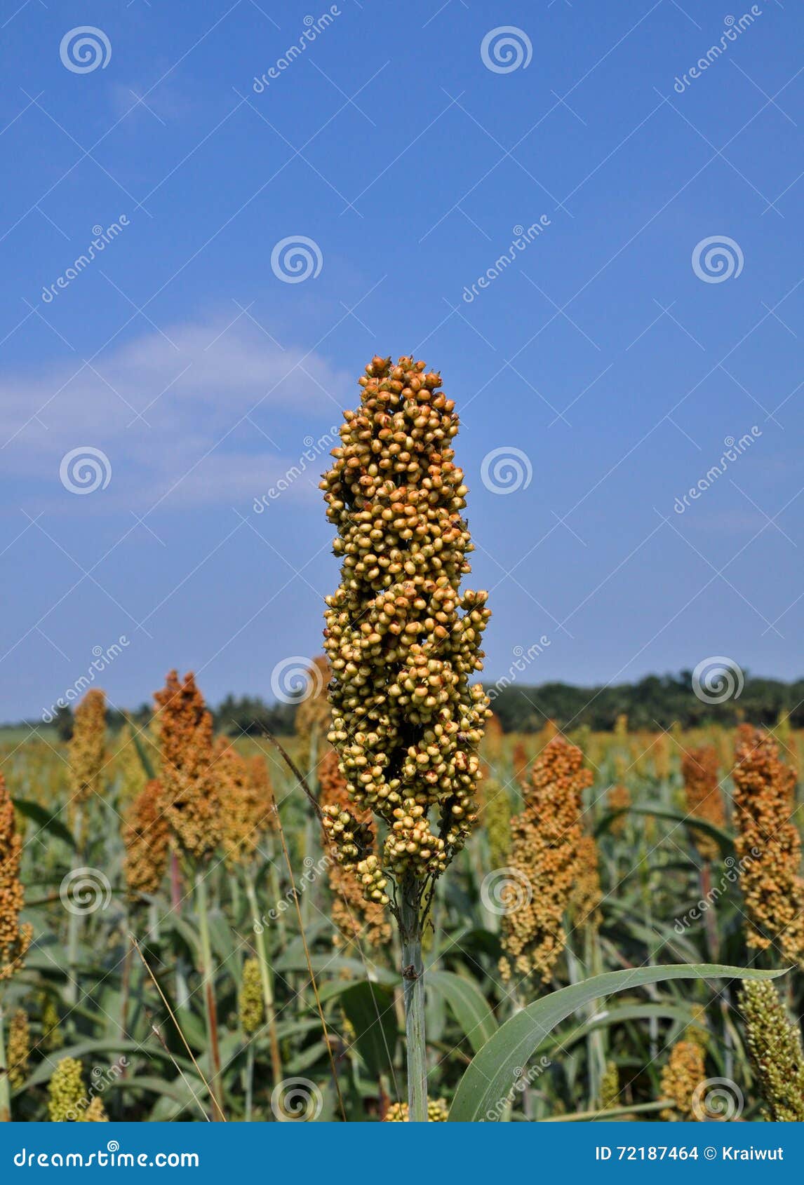 Sorghum field stock photo. Image of feed, outdoor, grain - 72187464