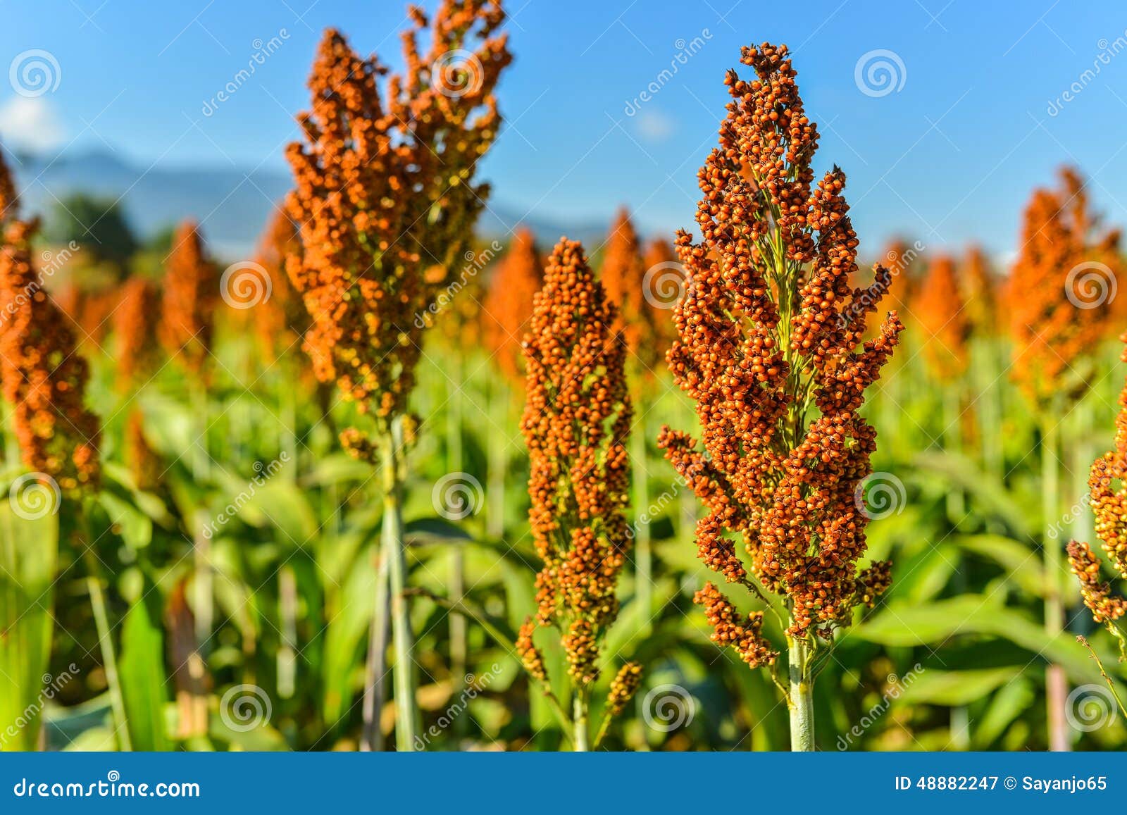 Sorghum Field in Morning Sun Light. Stock Image - Image of seed, green ...
