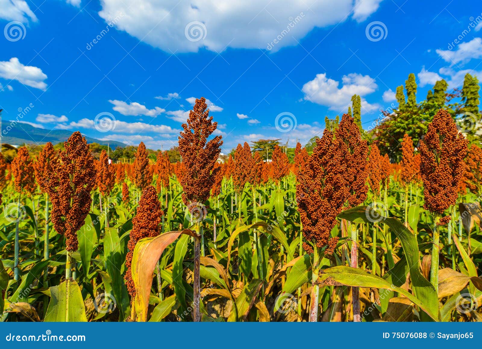 Sorghum Field. Jowar Crop. Royalty-Free Stock Photography ...