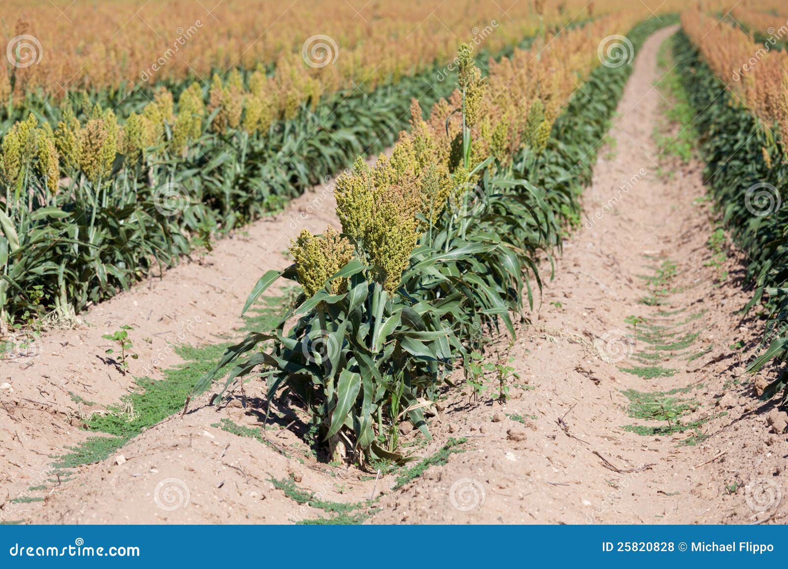 A Sorghum Field Near Harvest Stock Photo - Image of harvesting, farming ...