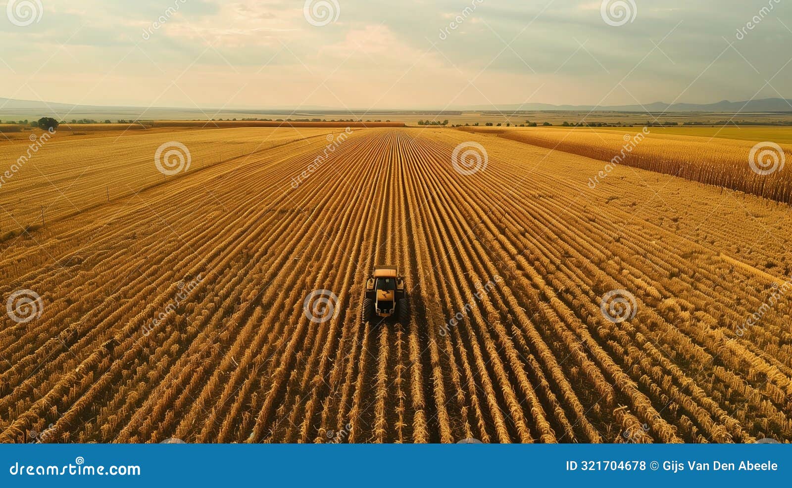 Sorghum Field Ready for Harvest Agriculture Landscape in Golden Tones ...